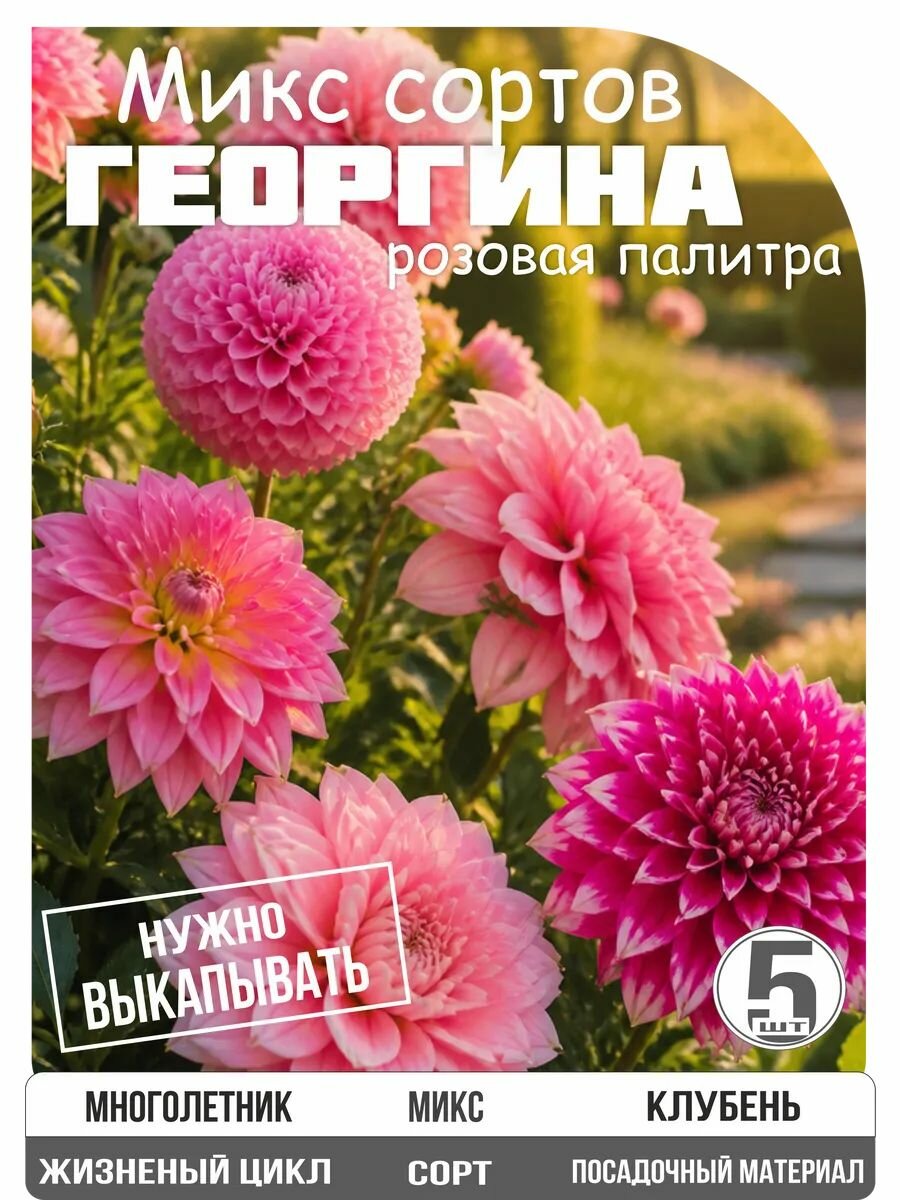 Георгины клубни многолетние Микс розовых сортов 5шт. высота 100-150 см