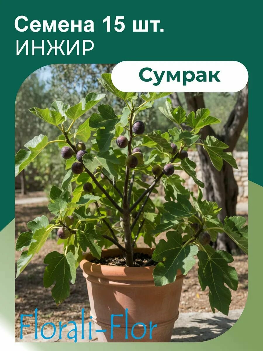 Инжир Семена