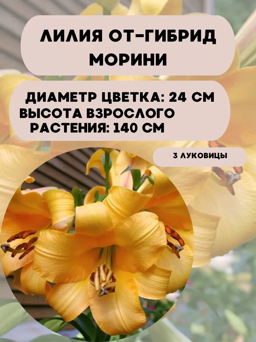 Лилия махровая; Лилия гибрид