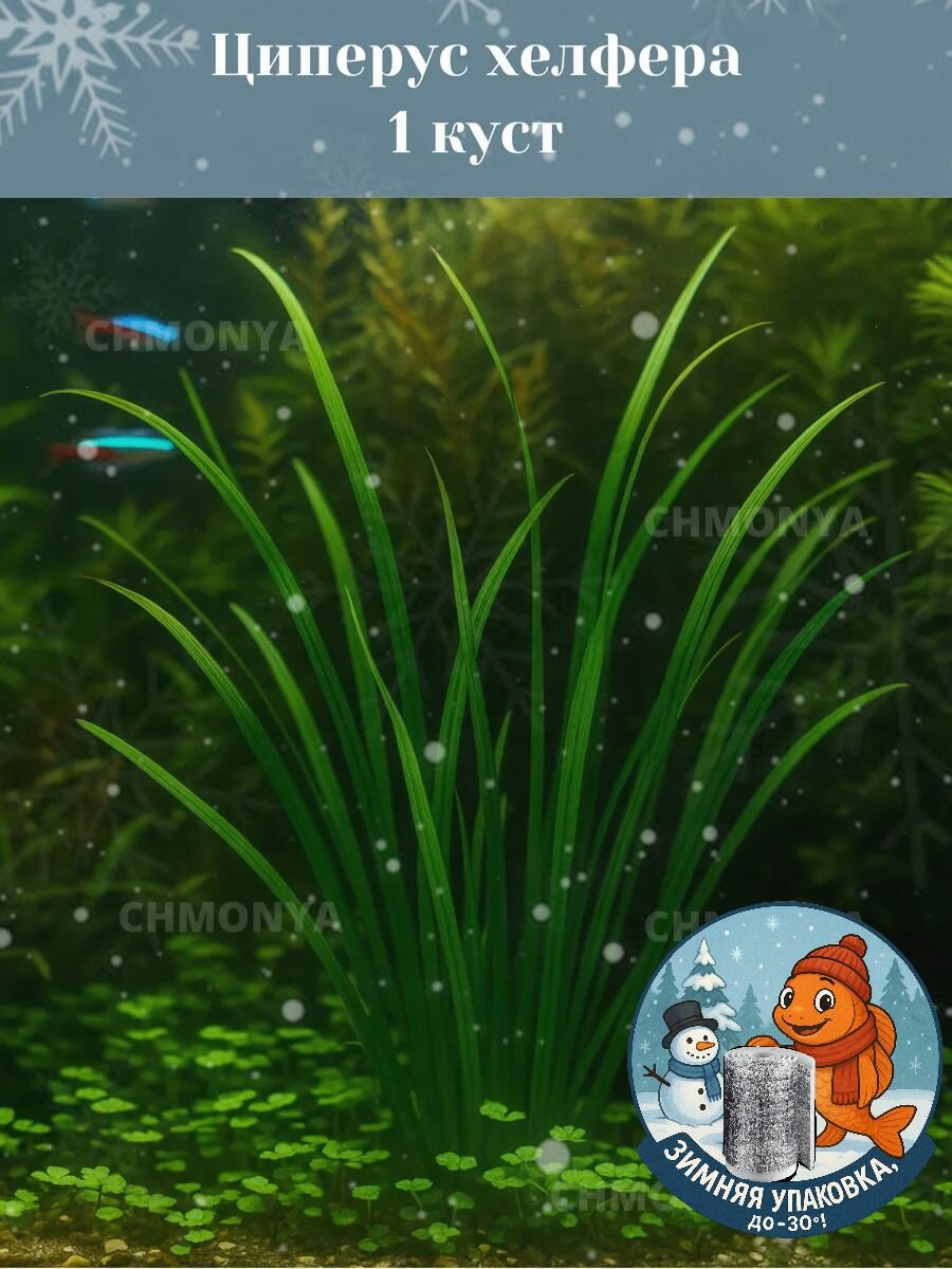 Аквариумное растение Циперус Хелфера (Cyperus Helfri) , живое аквариумное растение