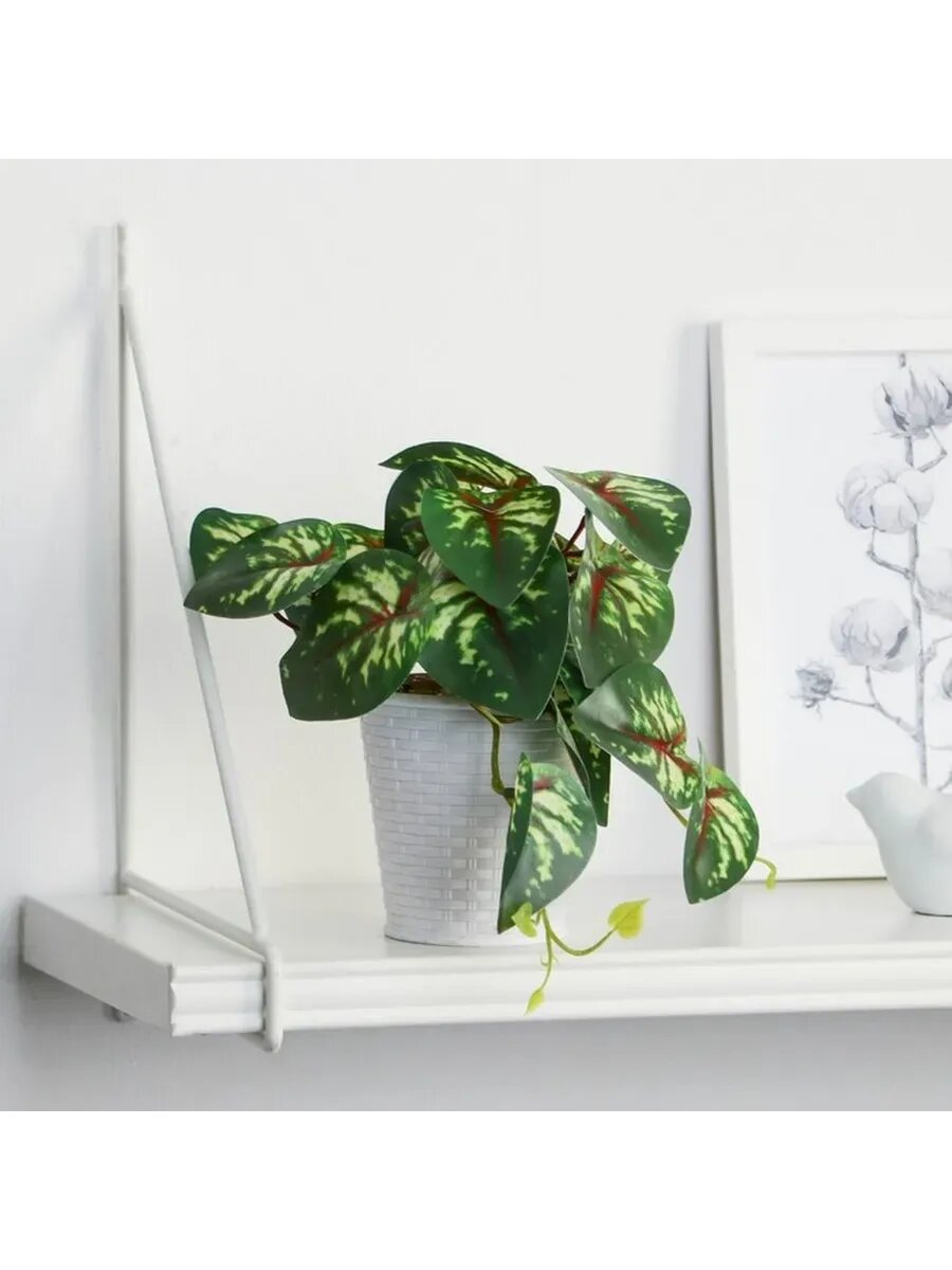 Компактный бонсай с ярко-зеленой листвой