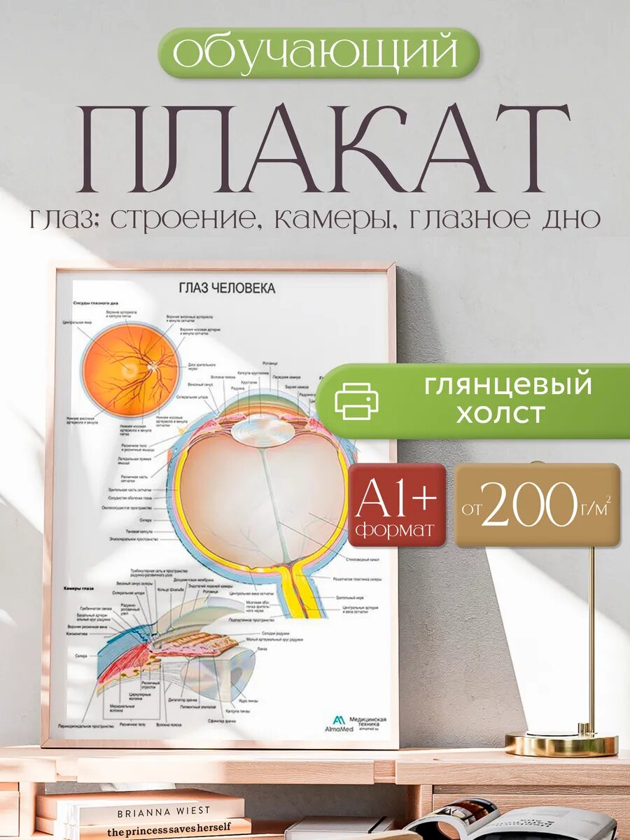 Глаз: строение, камеры, глазное дно, (анатомия человека) плакат глянцевый А1+, глянцевый холст от 200г/м2