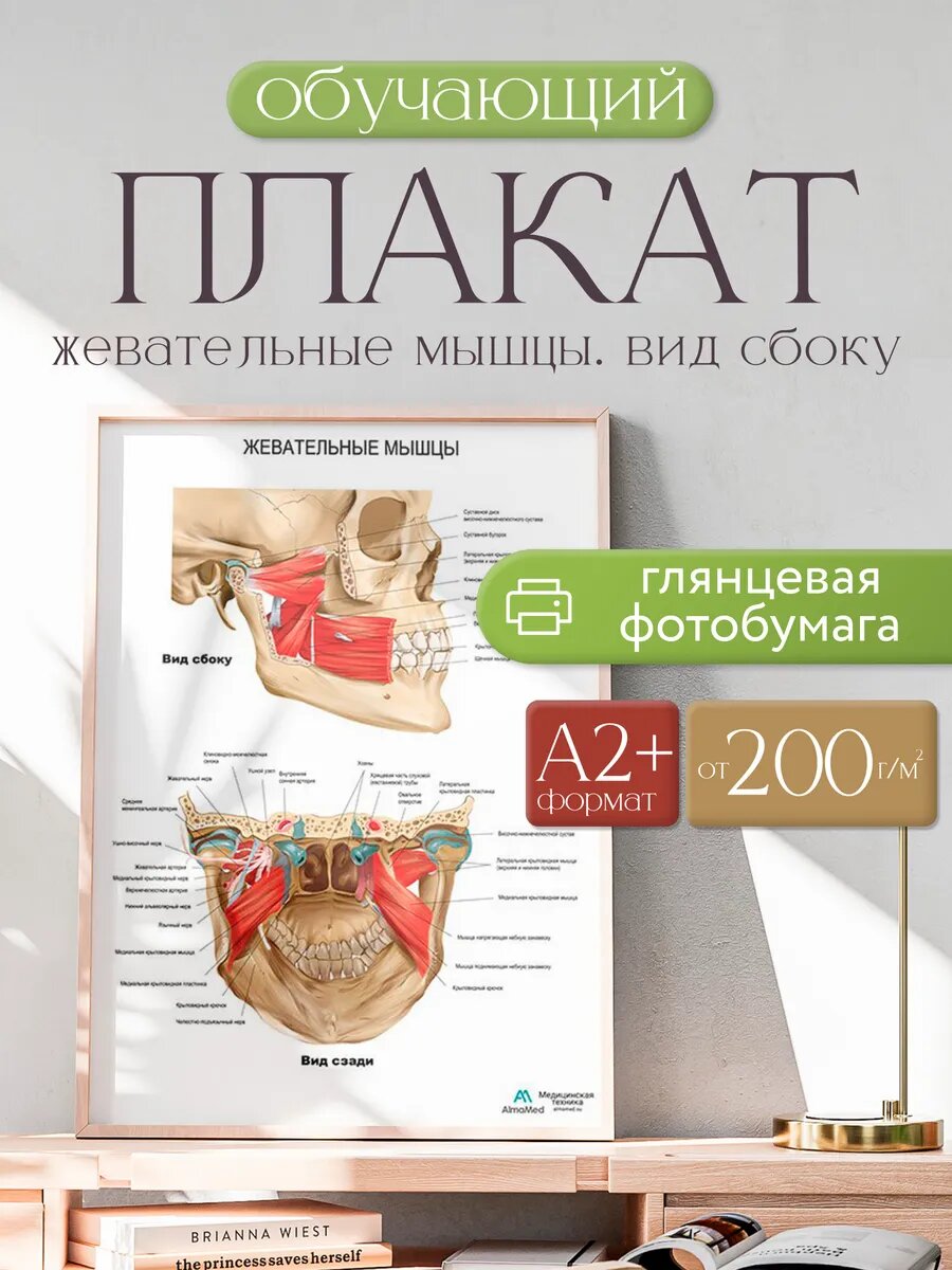 Жевательные мышцы. Вид сбоку плакат глянцевая фотобумага от 200 г/кв. м, размер A1+