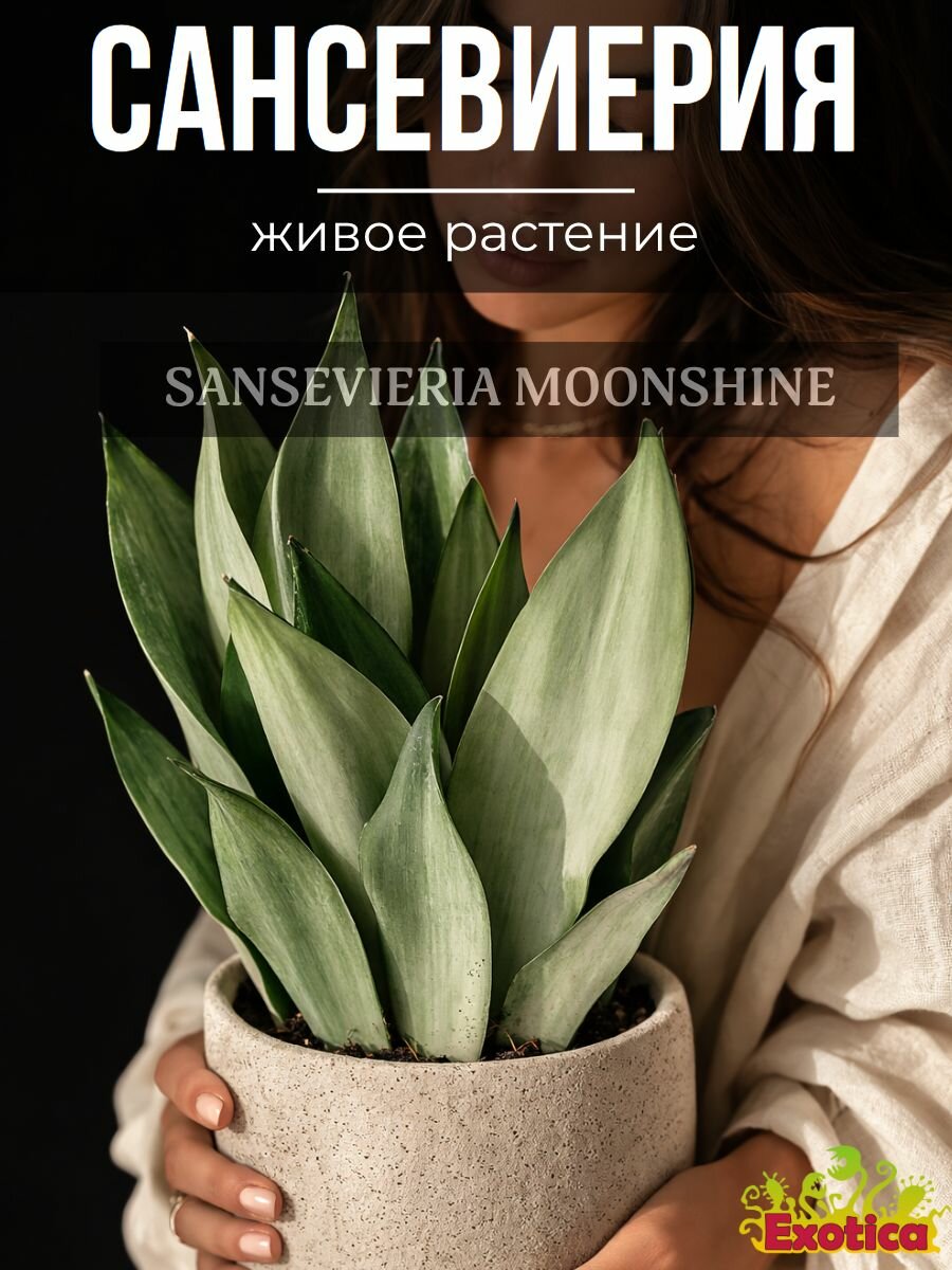 Сансевиерия Муншайн (Sansevieria Moonshine) D9см, живое растение