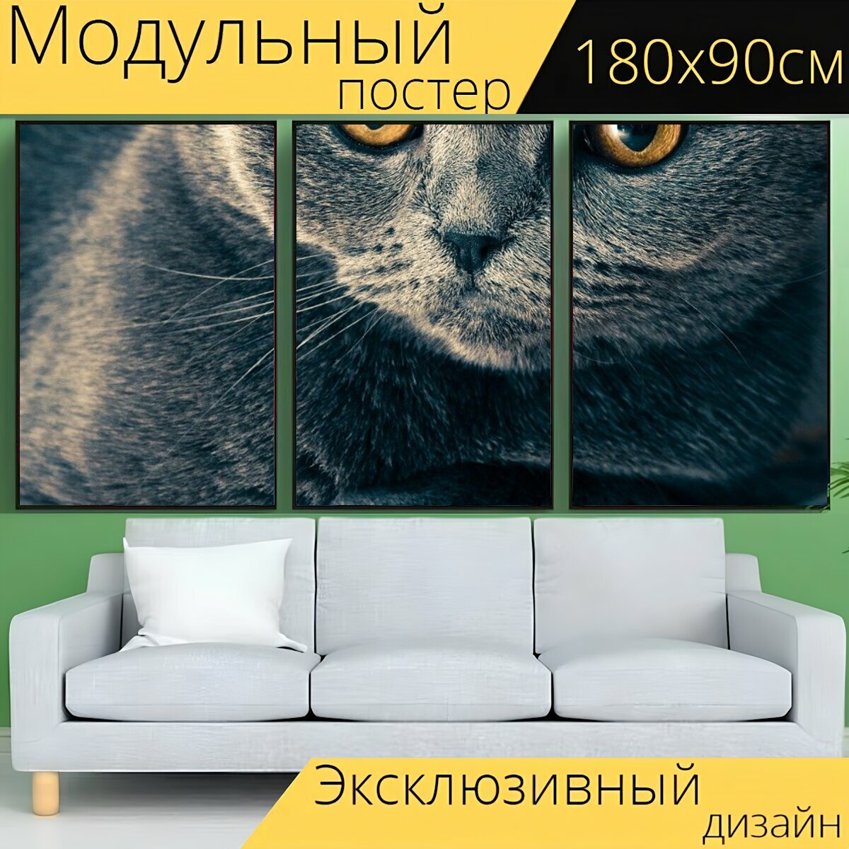 Модульный постер "Шотландская вислоухая, кошка, домашний питомец" 180 x 90 см. для интерьера на стену в тубусе