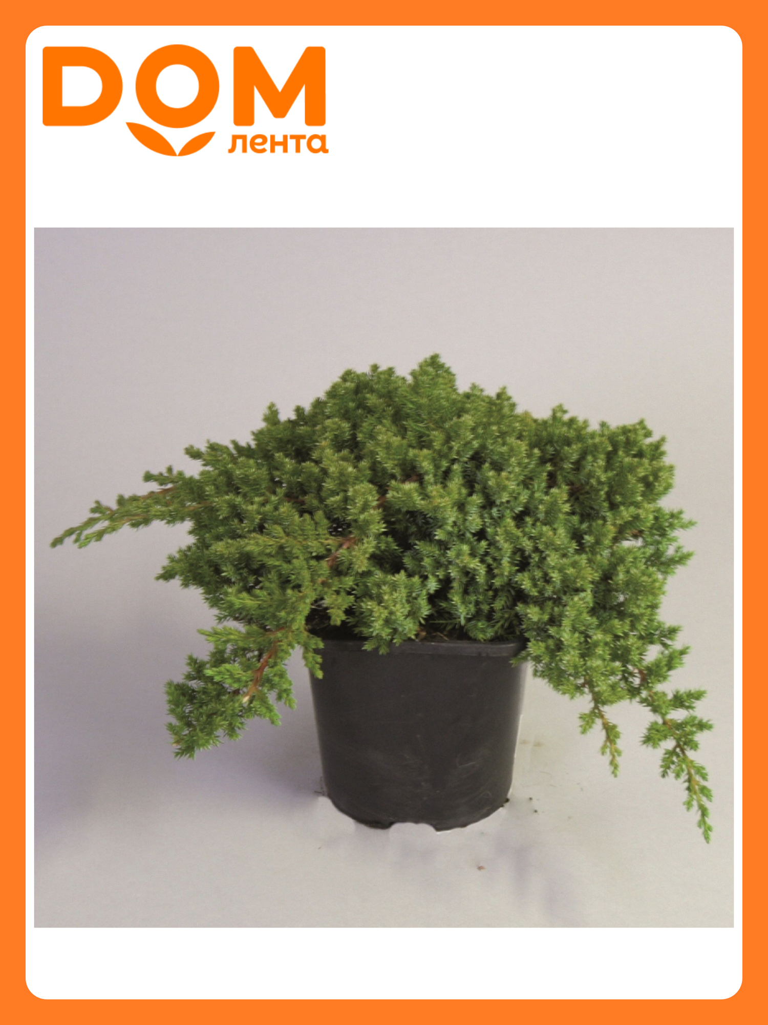 Можжевельник "Нана" 882168, многолетнее, хвойное, декоративное растение