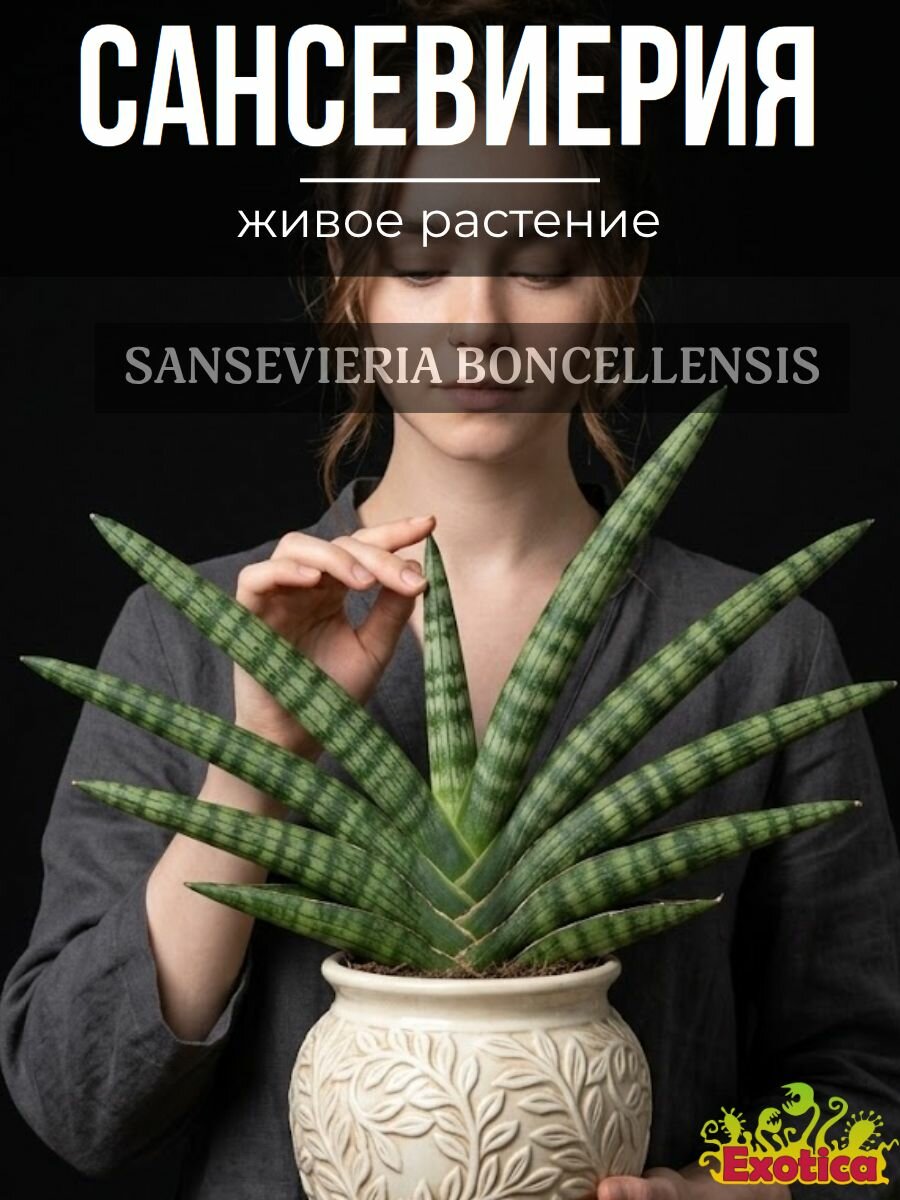 Сансевиерия Цилиндрика Бонцелленсис (Sansevieria Boncellensis) D6см, домашний цветок