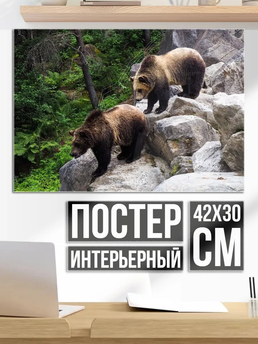 Плакат постер Медведи на камнях