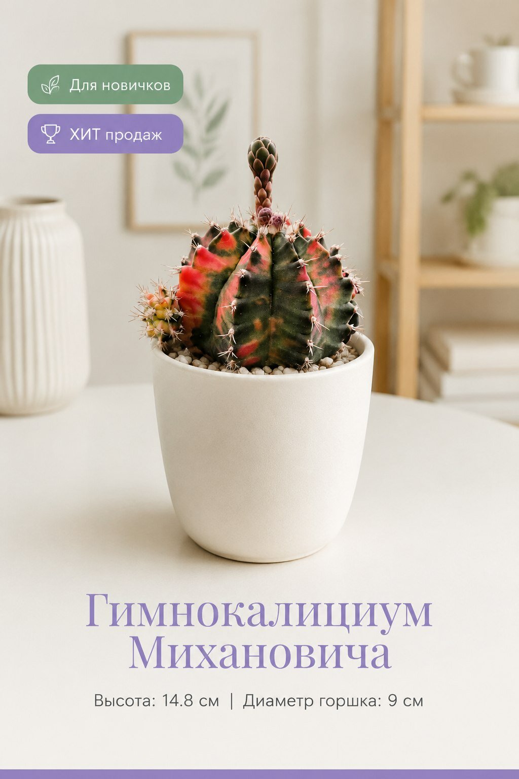 Кактус Гимнокалициум Михановича Вариегатный (Gymnocalycium mihanovichii variegata) Редкий пестрый суккулент