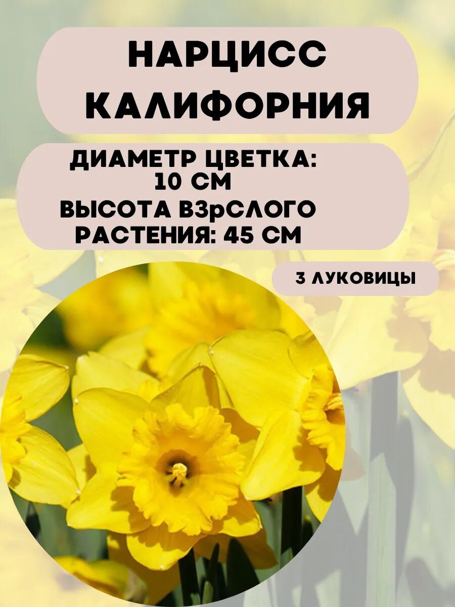 Нарцисс махровый / Луковицы нарцисса