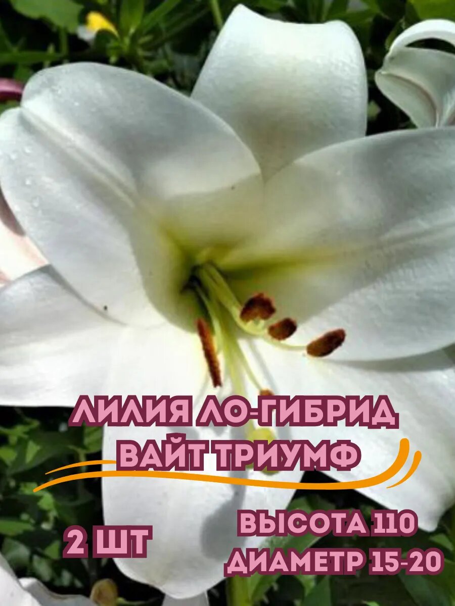 Луковицы лилии махровая тигровая трубчатая