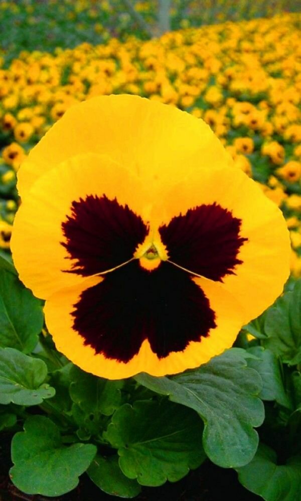 Семена Виола крупноцветковая Шерхан Уральский Дачник