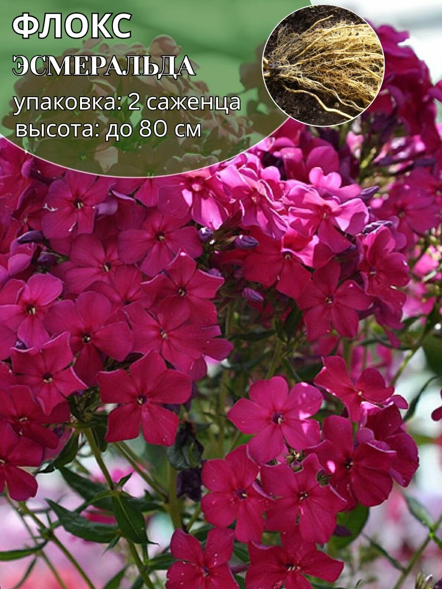 Флокс Эсмеральда, 2 саженца