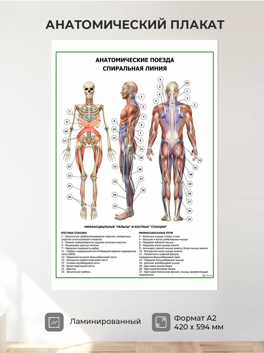 Обучающий медицинский плакат Анатомические поезда. Спиральная линия ламинированный А2