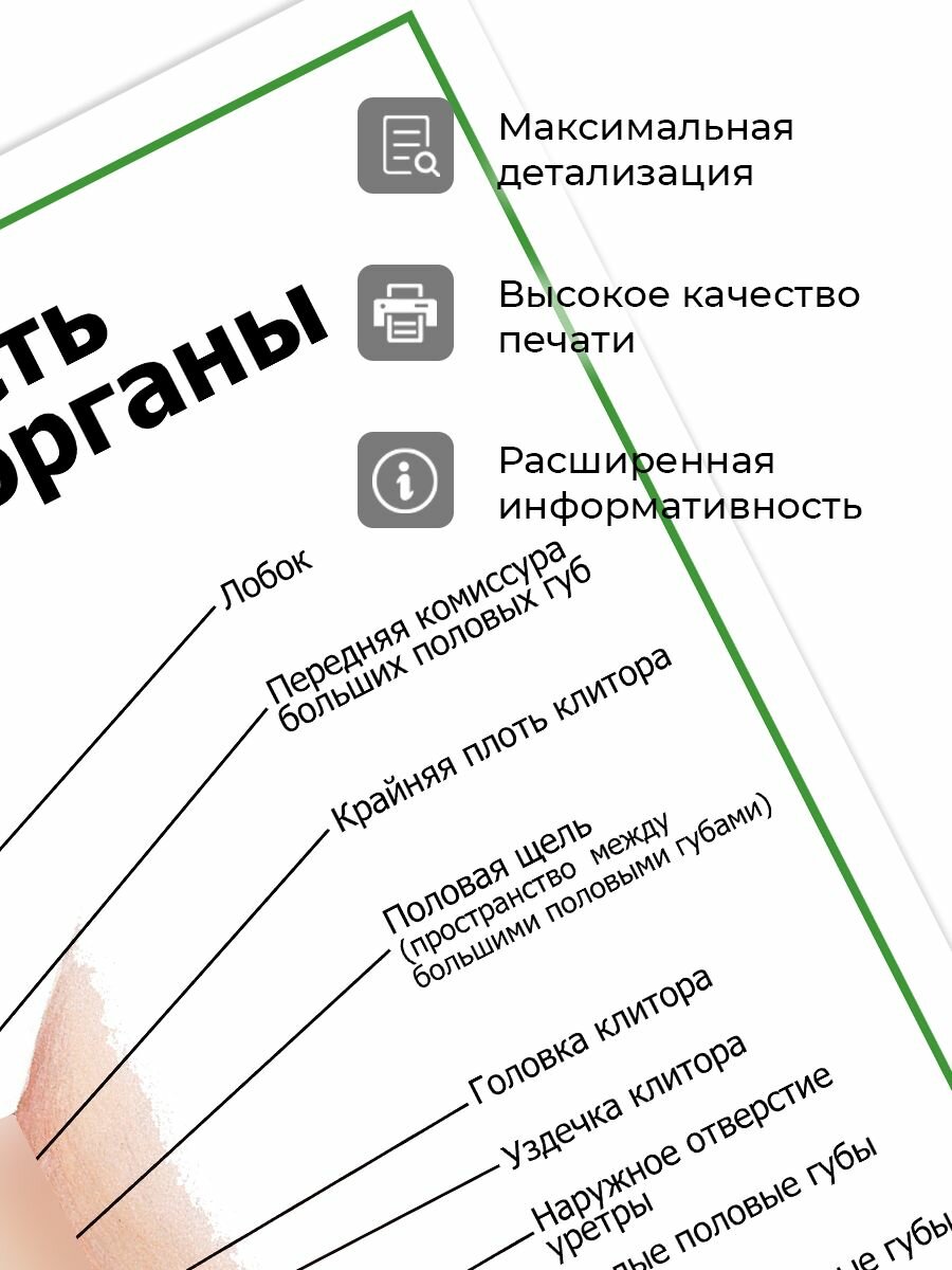 Обучающий медицинский плакат ламинированный формат А2 Промежности и наружные половые органы женщины