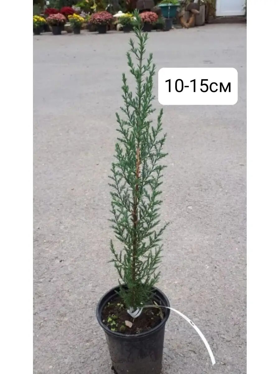 Кипарис колоновидный пирамидальный саженец