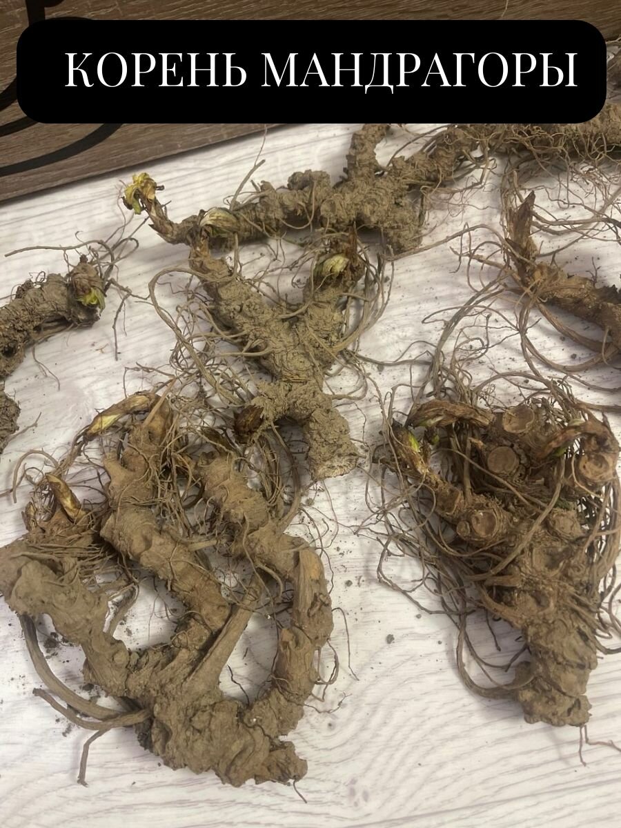Корень мандрагоры + подарок чертополох в мешочке - защита, оберег, талисман, амулет