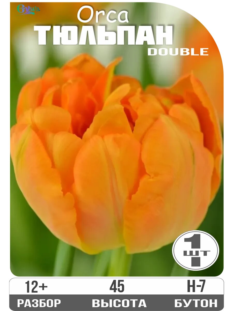 Тюльпаны луковицы Орка 1шт крупные, разбор 12+