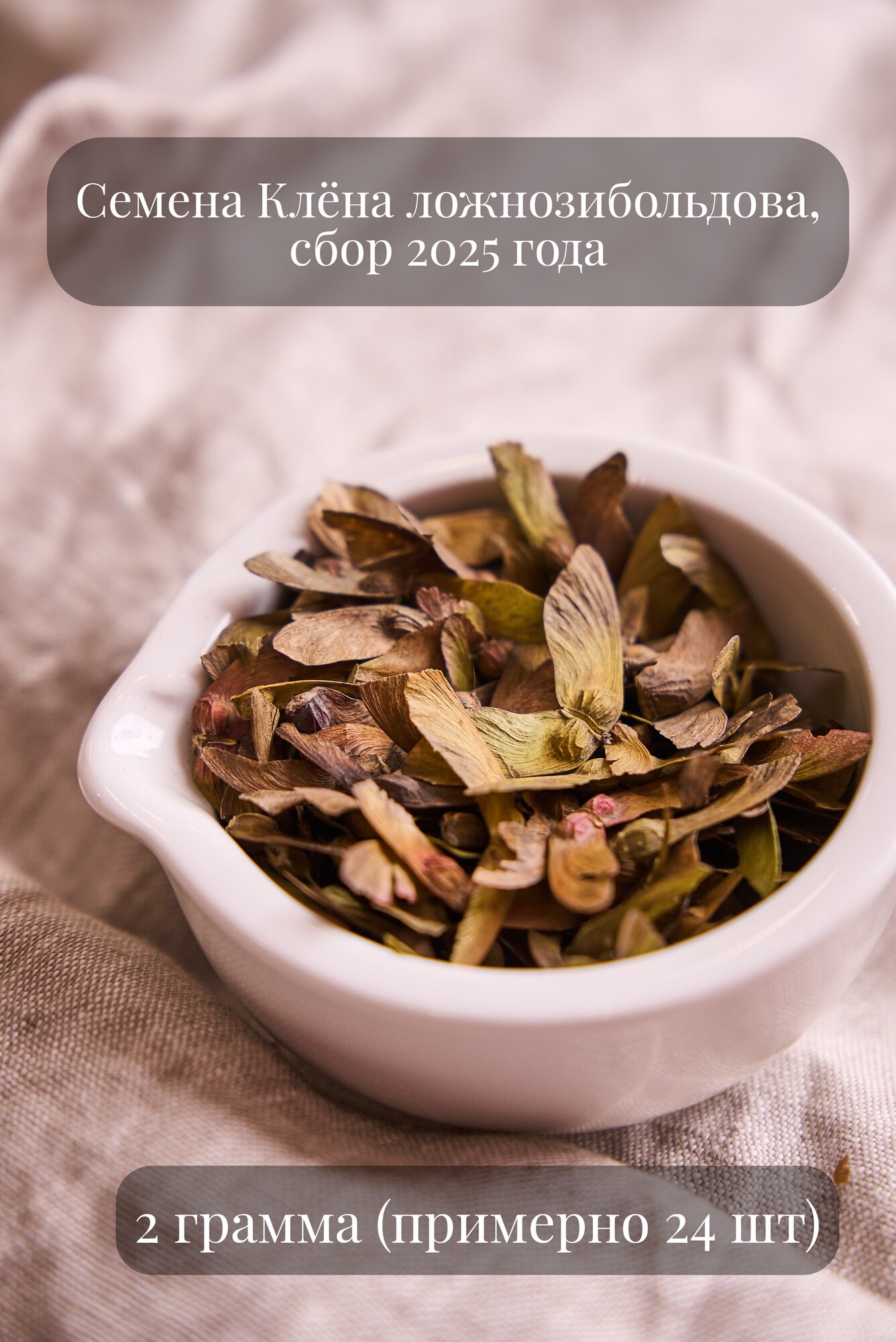 Семена Клена ложнозибольдова, 2 грамма (примерно 24 шт)