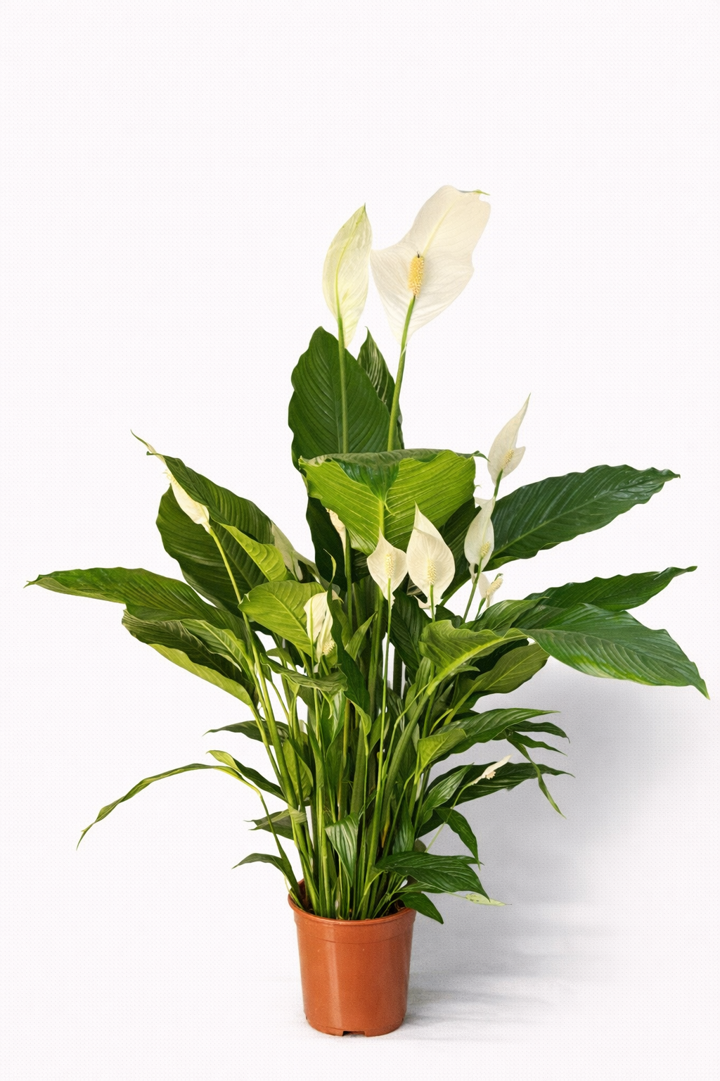 Спатифиллум (Spathiphyllum) 24/120см