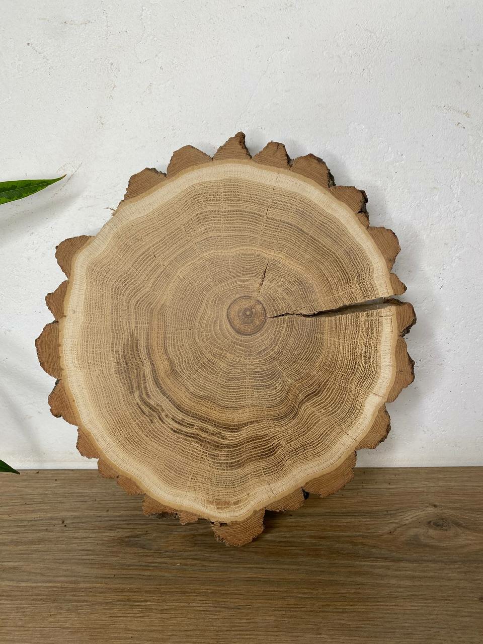 Спил дуб с корой , размер 29х26х4 см. Сухой, шлифованный с 2-х сторон, арт к1831