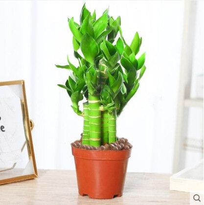 Горячая распродажаГидропонный Lucky Bamboo, четырехсезонное водное выращивание, настольное растение для дома, простое в выращивании цветочное зеленое растение, Вэньчан бамбук, лотос бамбук, зеленое растение