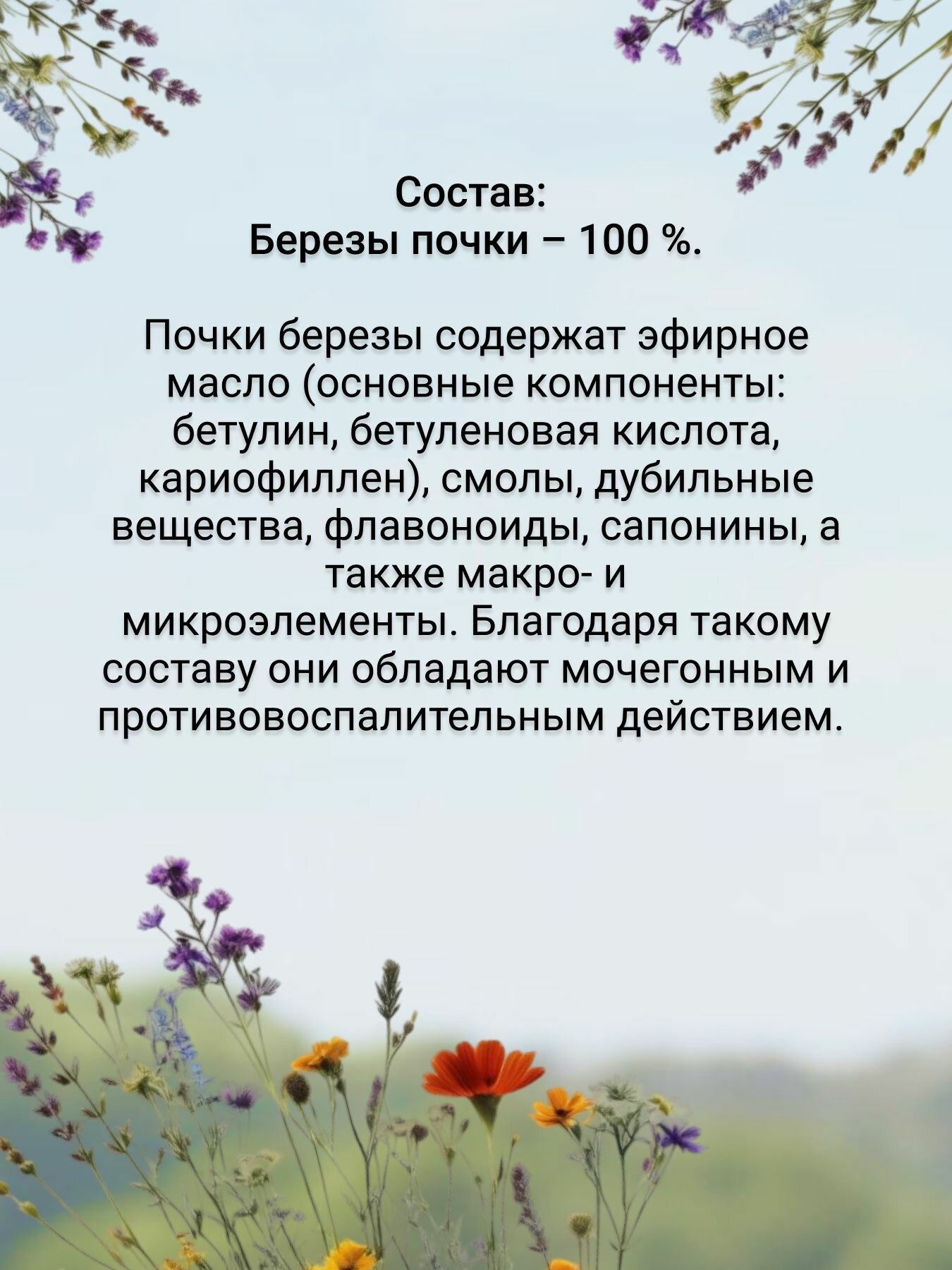 Береза почки 50 гр - чай от отеков, мочегонный, желчегонный, для почек, от кашля / Русские корни — фото 1