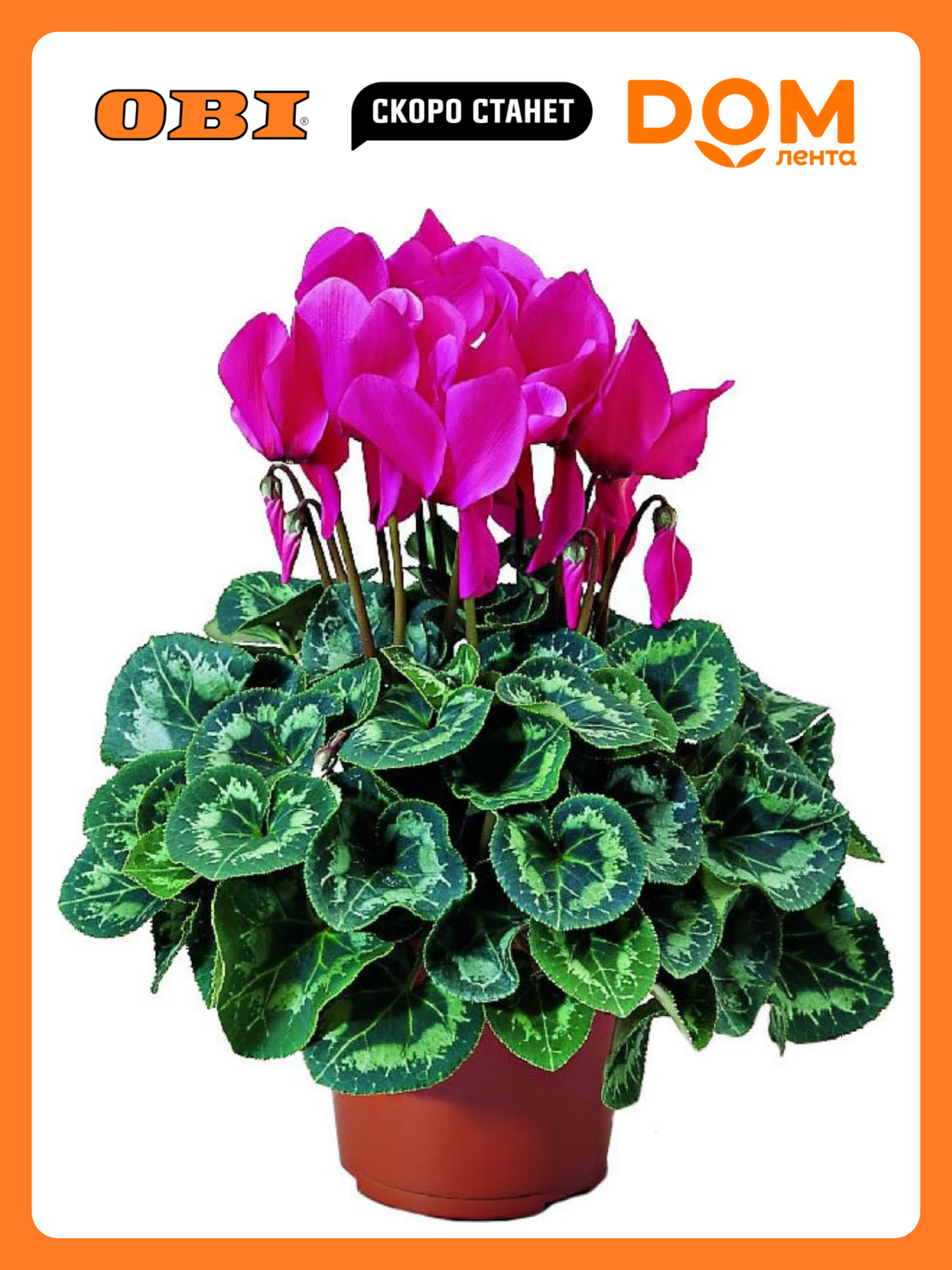 Цикламен Персидский