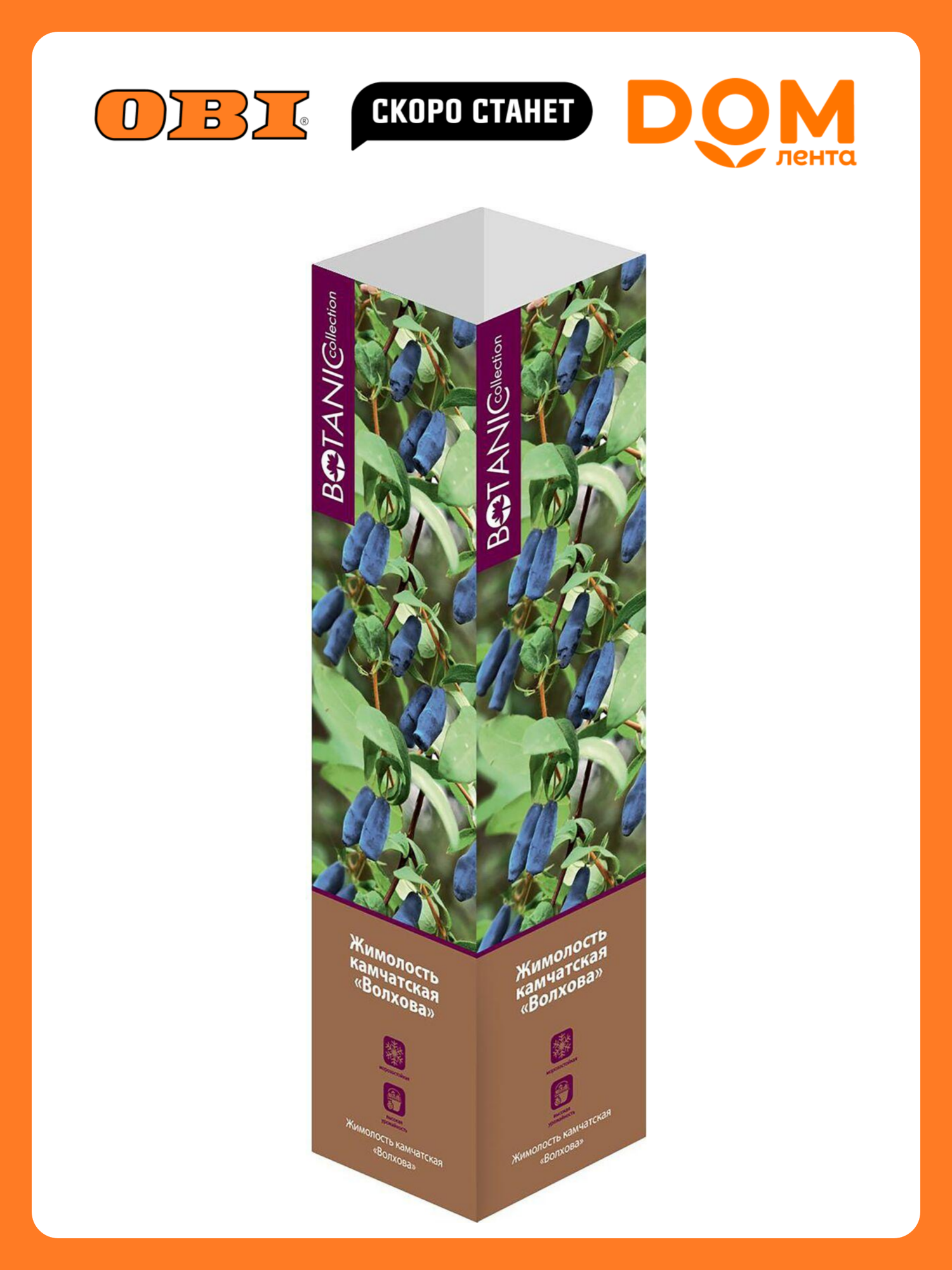 Саженец жимолости 7Цветов Н40, многолетнее, декоративное, ягоды