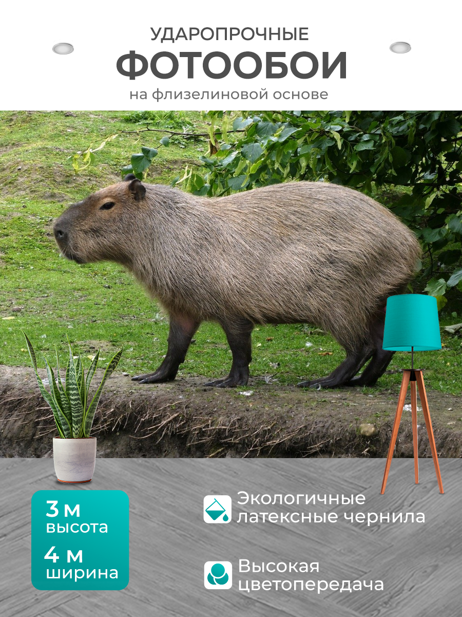 Фотообои моющиеся ударопрочные "Капибара, faunapark, парк животных" 400x300 см. флизелиновые на стену