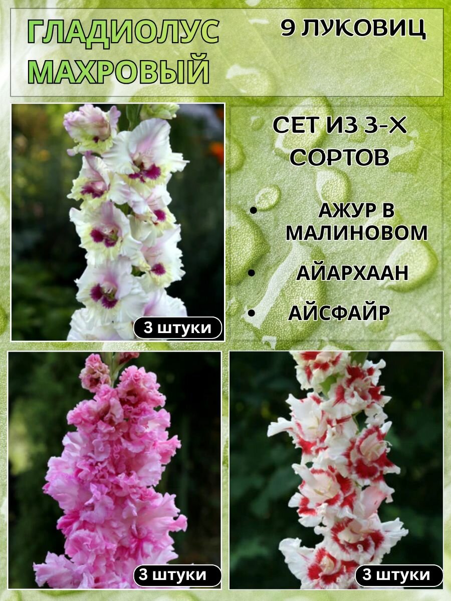 Гладиолусы, сет из 3-х сортов, 9 луковиц
