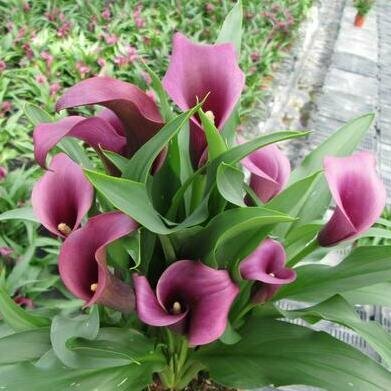 Калла Пако (1 клубень), Нидерланды