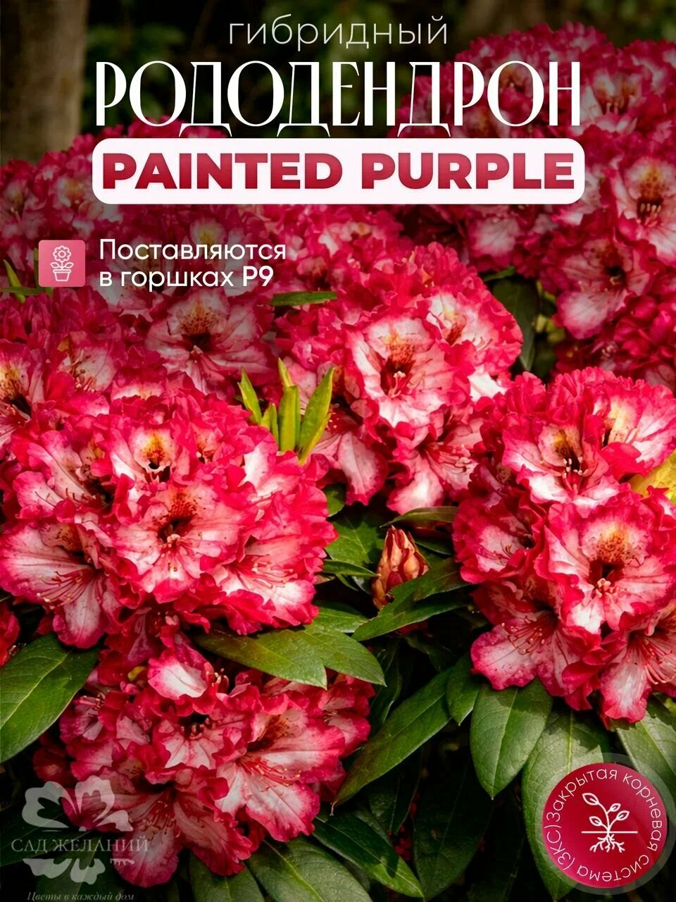 Королевский рододендрон Painted purple 0,5 л, растение