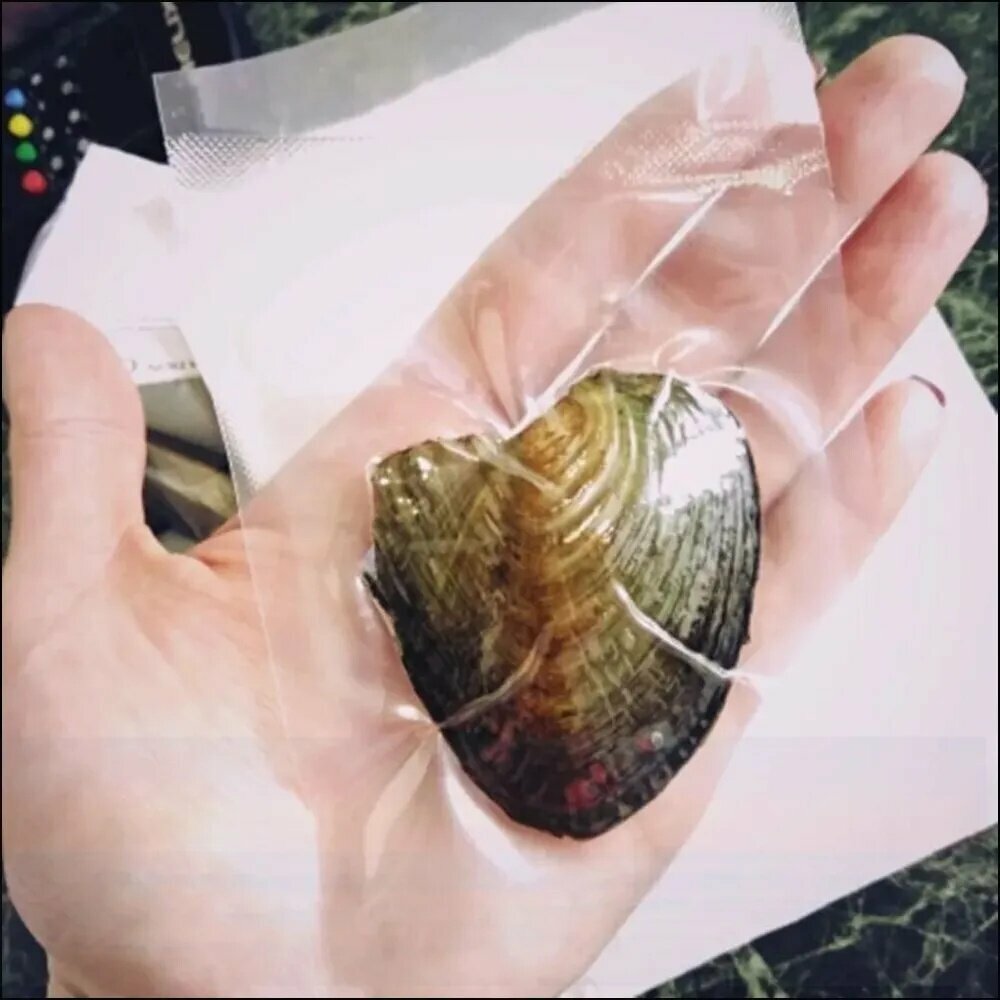 Жемчуг в ракушке речной культивированный / вакуум