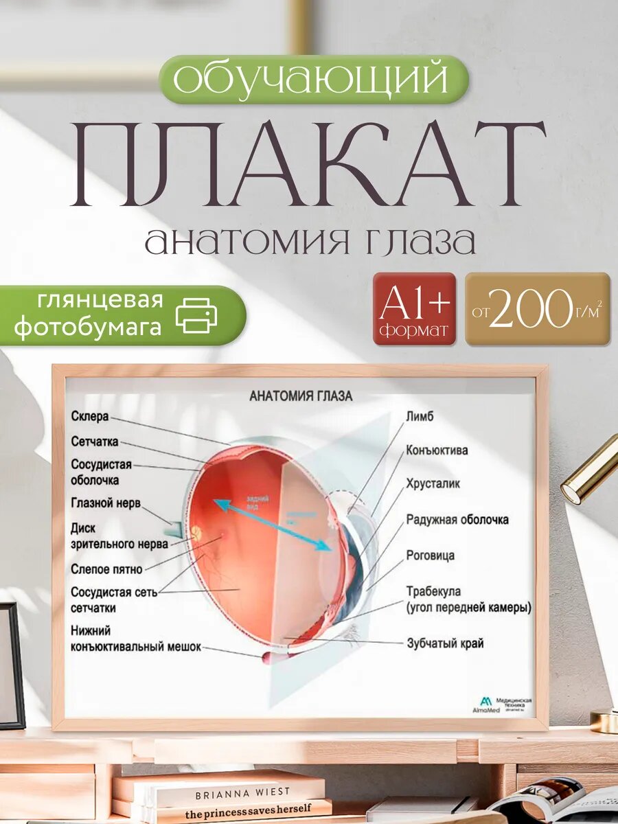 Анатомия глаза, плакат, глянцевая фотобумага от 200 г/кв. м, размер A1+
