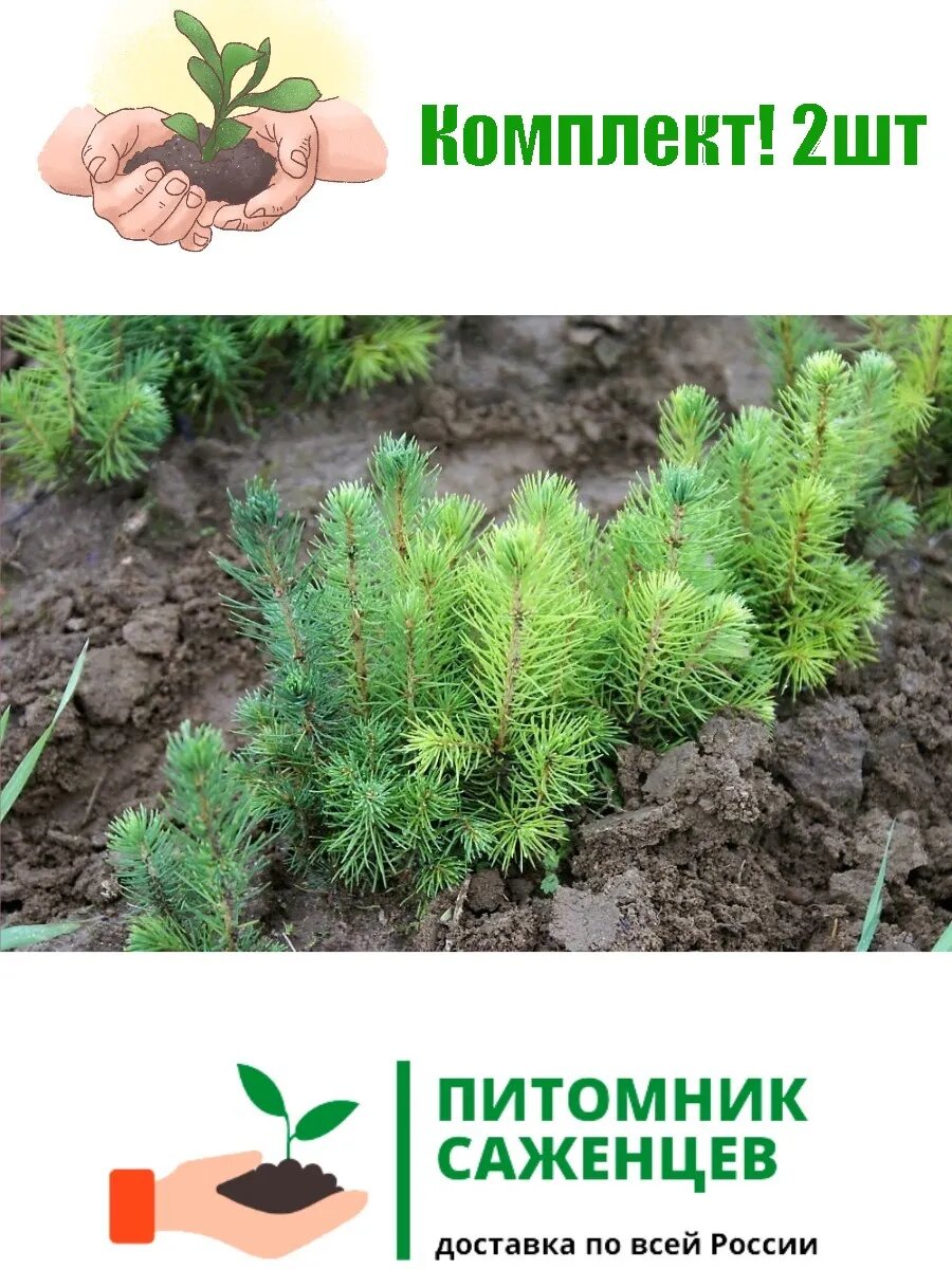 2шт Ель Голубая Кейбаб до 20 см - идеальный выбор для вашего