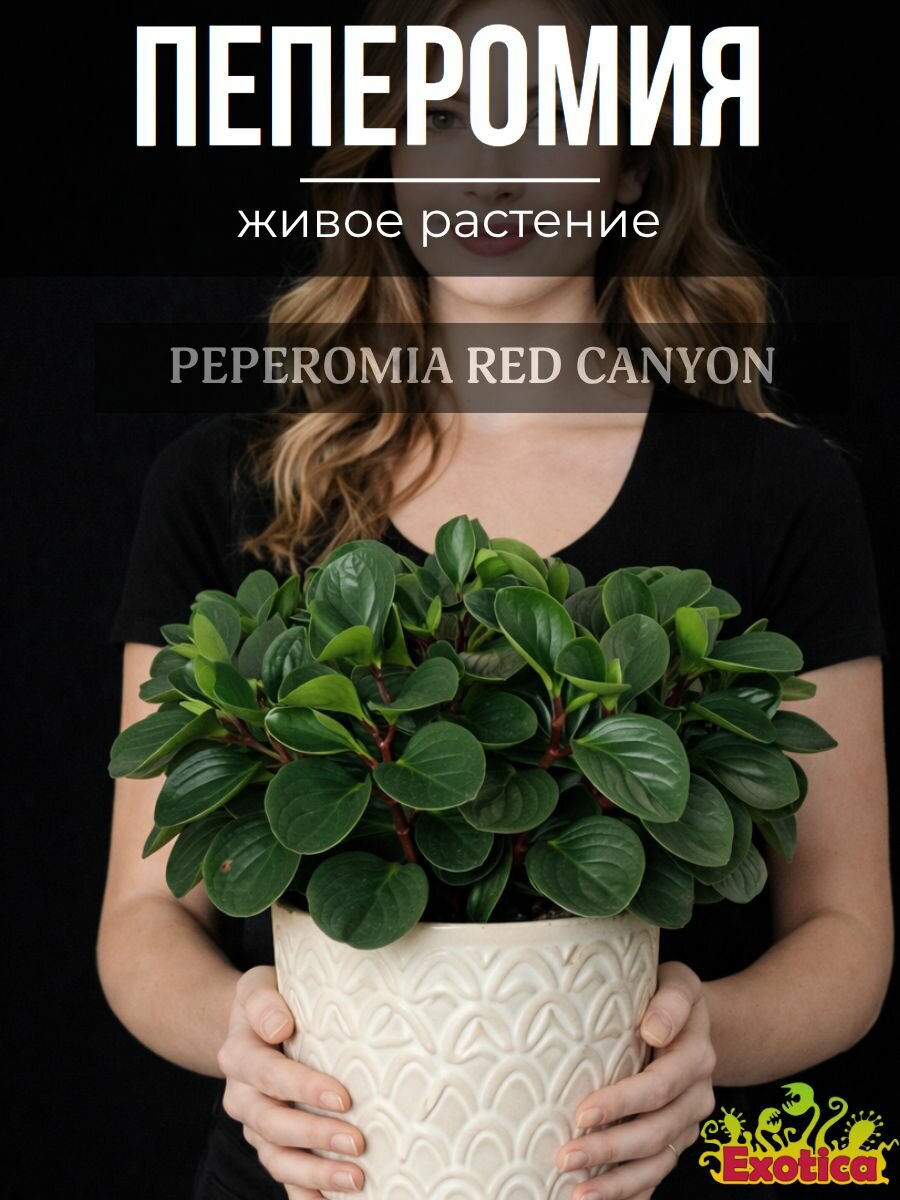 Пеперомия Ред Каньон (Peperomia Red Canyon) D5см, растение в горшке