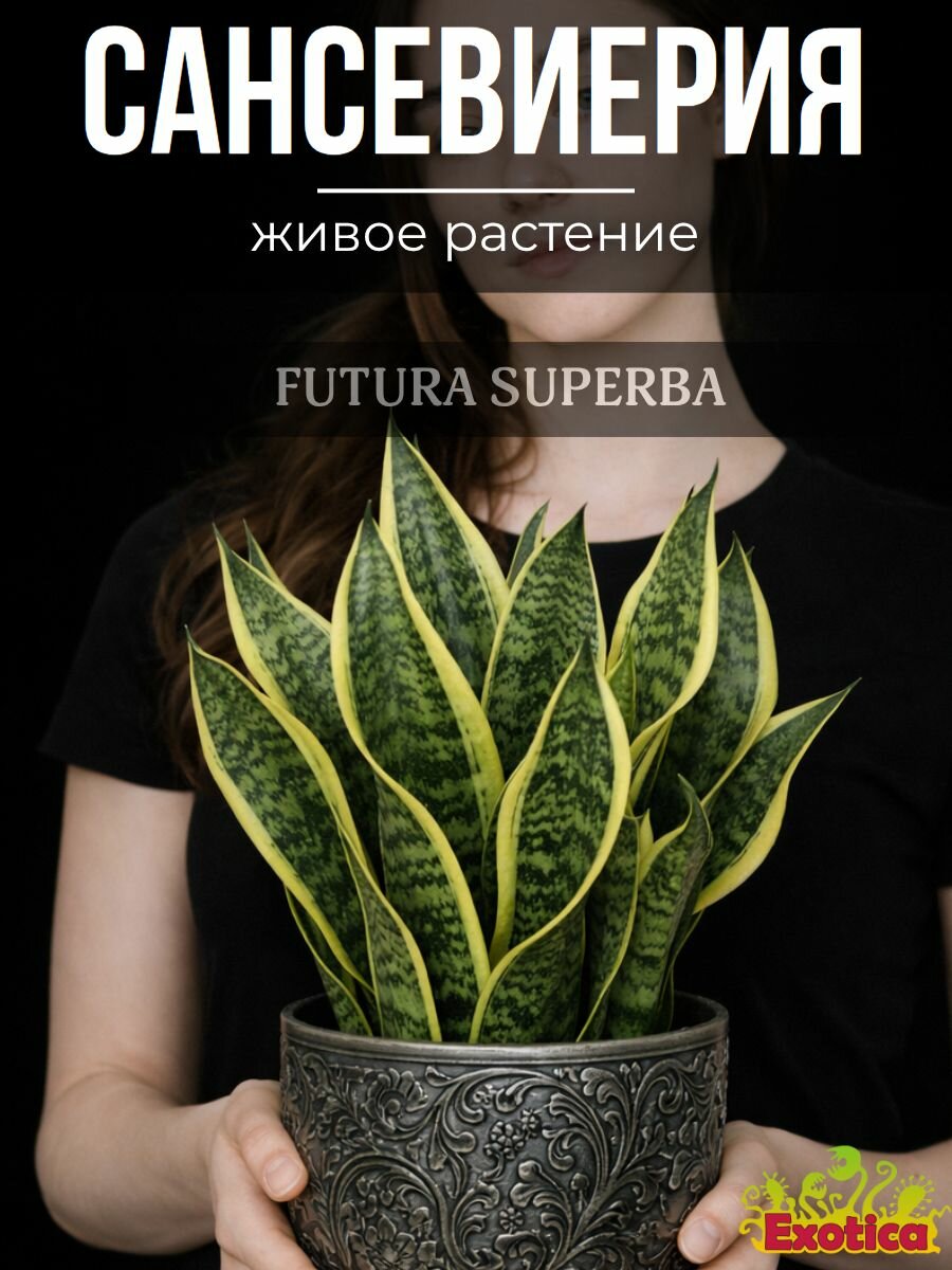 Сансевиерия Футура Суперба (Sansevieria Futura Superba) D9см, живой цветок