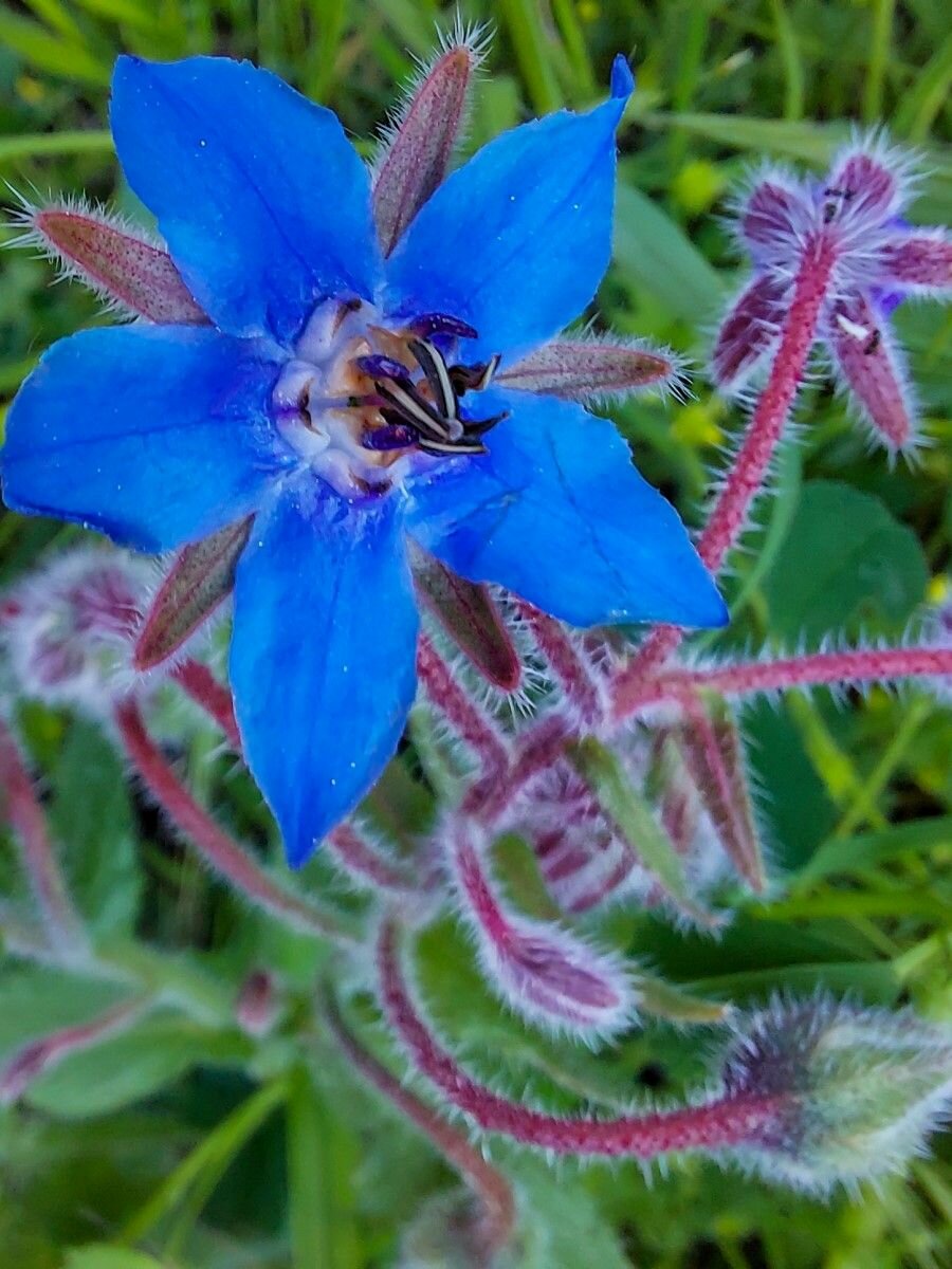Семена Огуречная трава (Borago officinalis), 15 штук