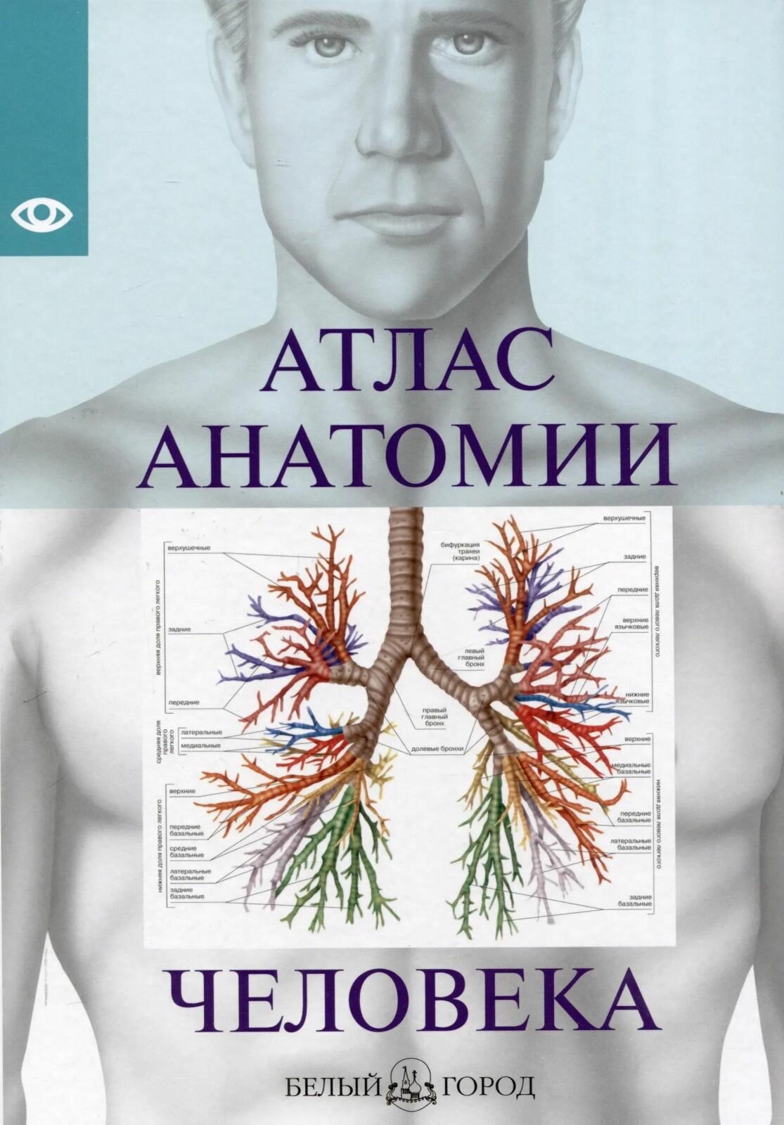 Учебное издание ДарЪ Атлас анатомии человека, 12+, 2025, 978-5-00119-266-4