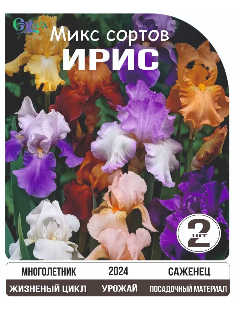 Ирисы луковицы многолетние Микс 2 в упаковке