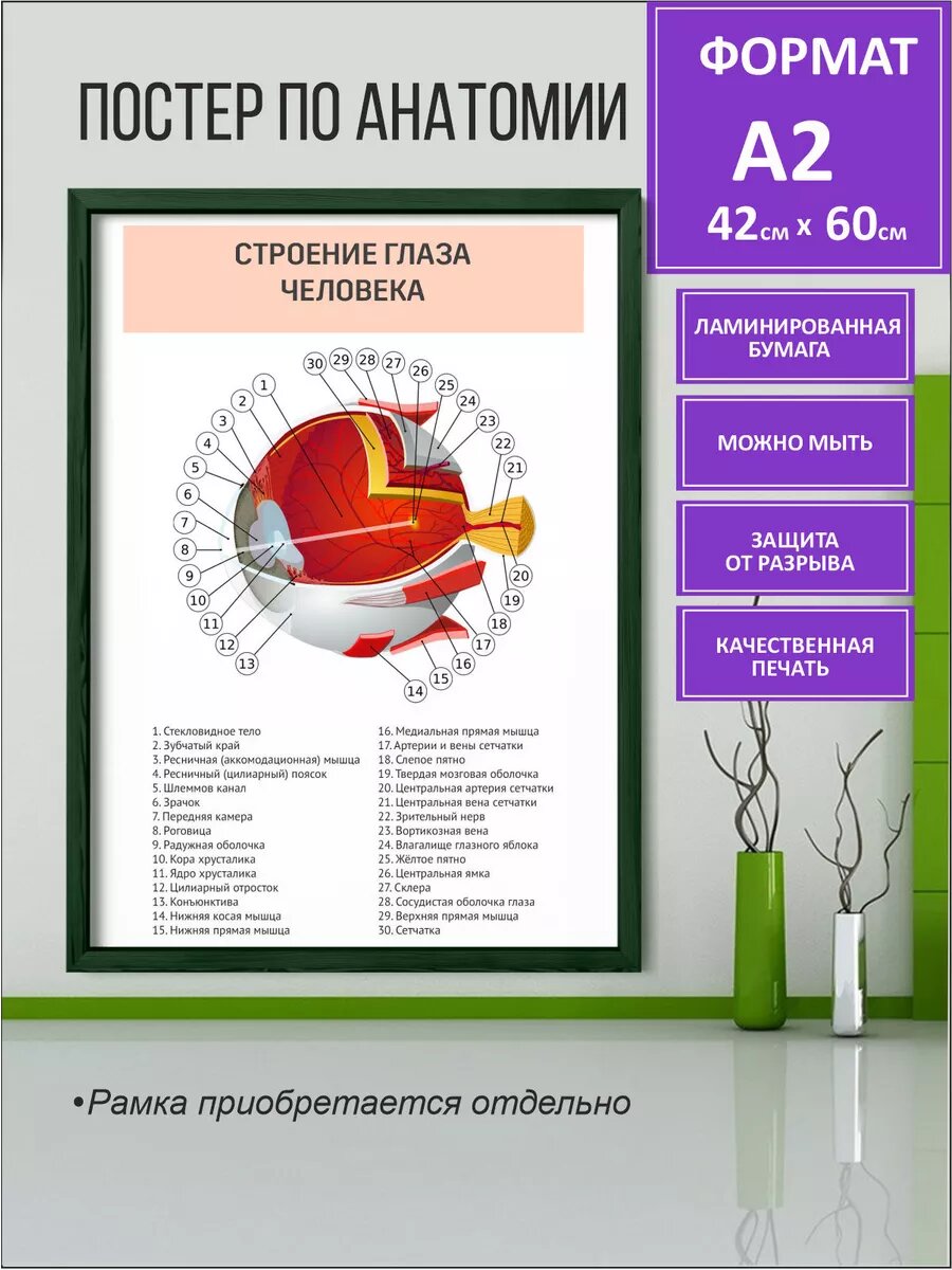 Постеры А2 по анатомии, строение глаза