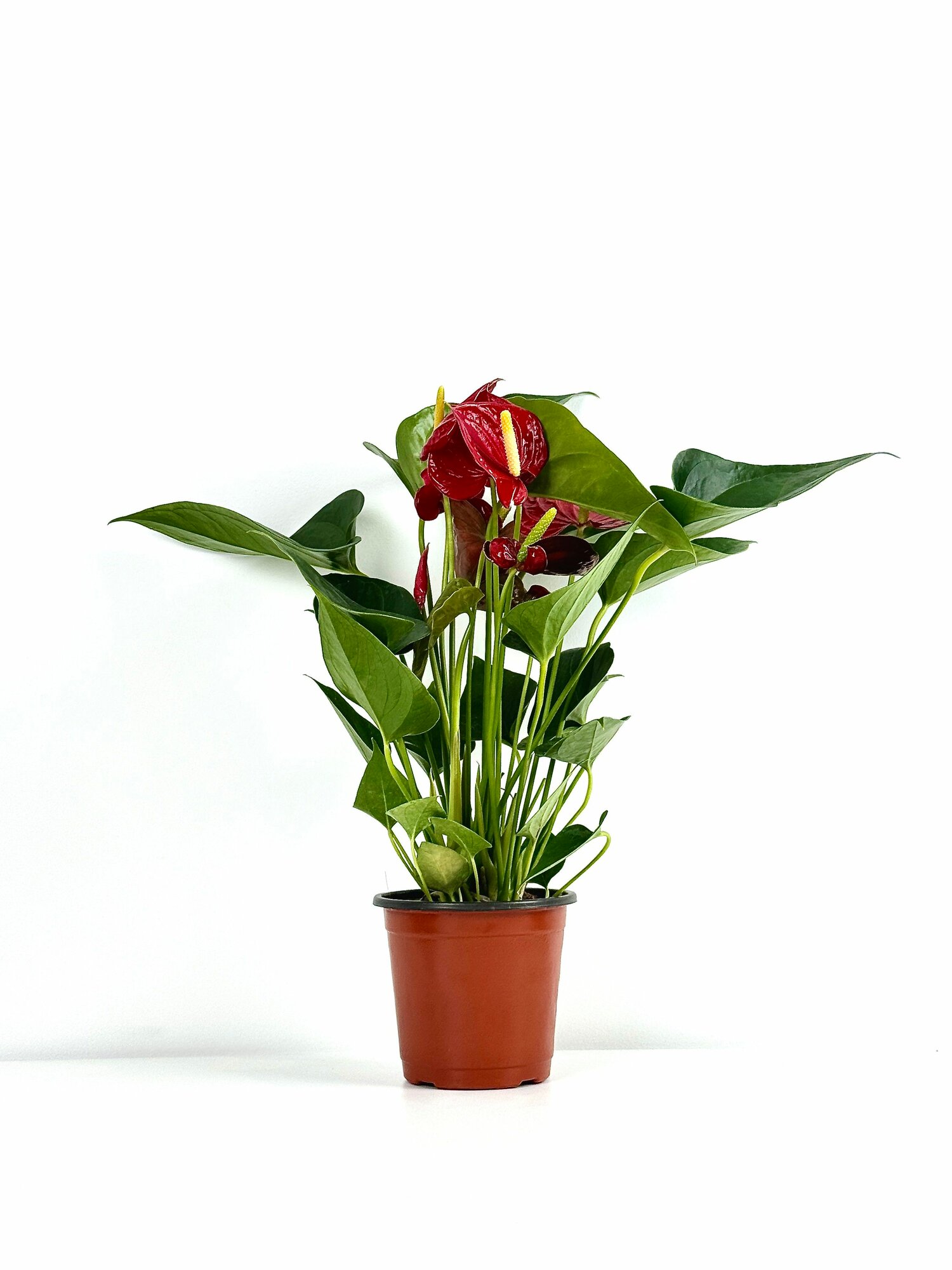 Антуриум красный в салатовом пластиковом горшке с поддоном, высота 40-45см