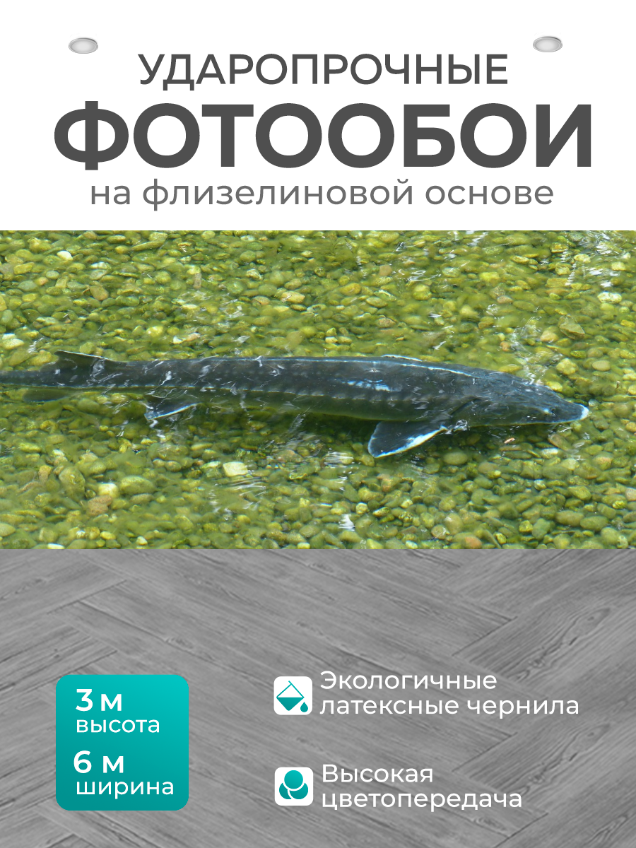 Фотообои моющиеся ударопрочные "Стерлядь, рыбы, осетры ruthenus" 600x300 см. флизелиновые на стену