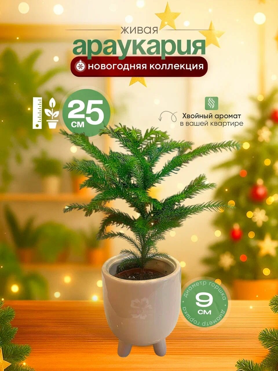 Араукария 25*10