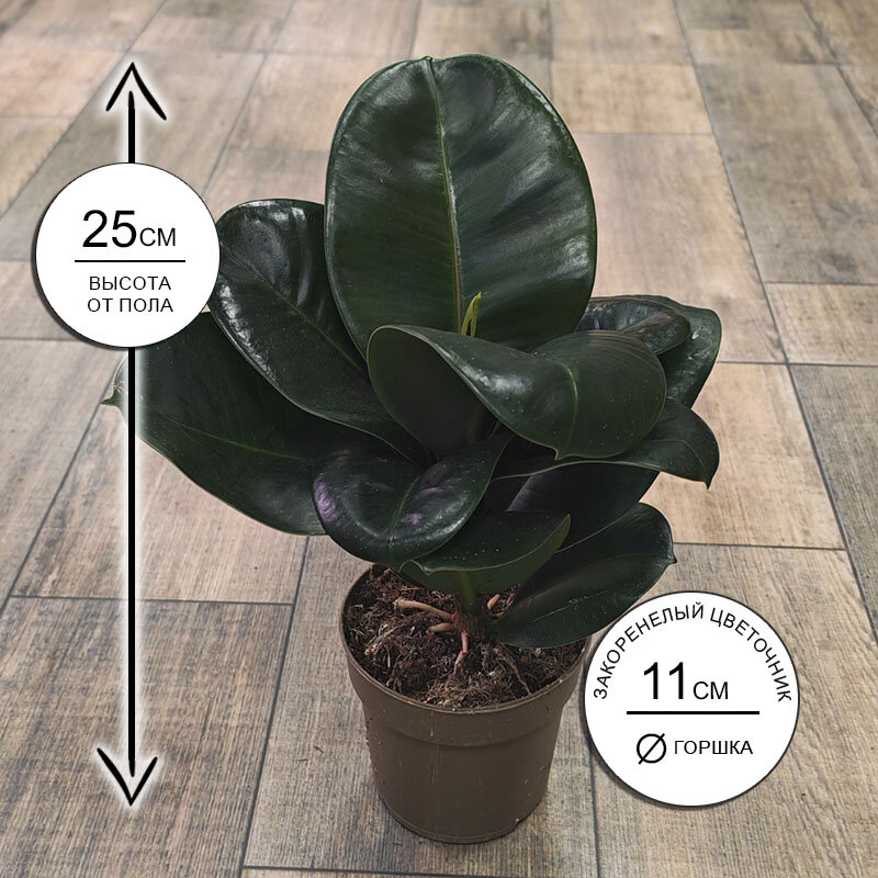 Фикус Эластика София 11*25, живое комнатное растение в горшке