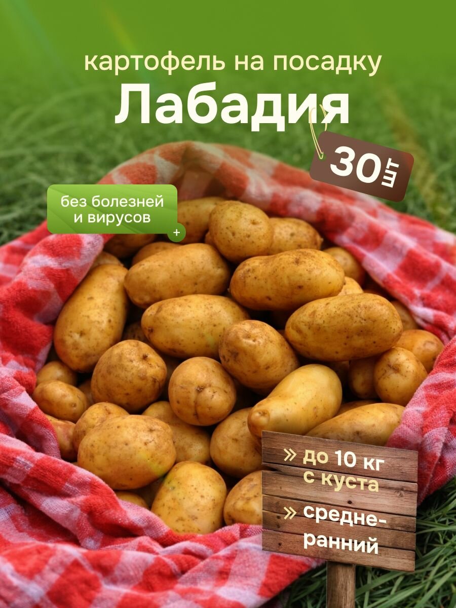 Семенной картофель на посадку Лабадия 30 шт (среднеранний)