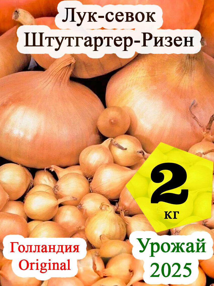 Лук севок Штутгартер Ризен 2 кг Голландия