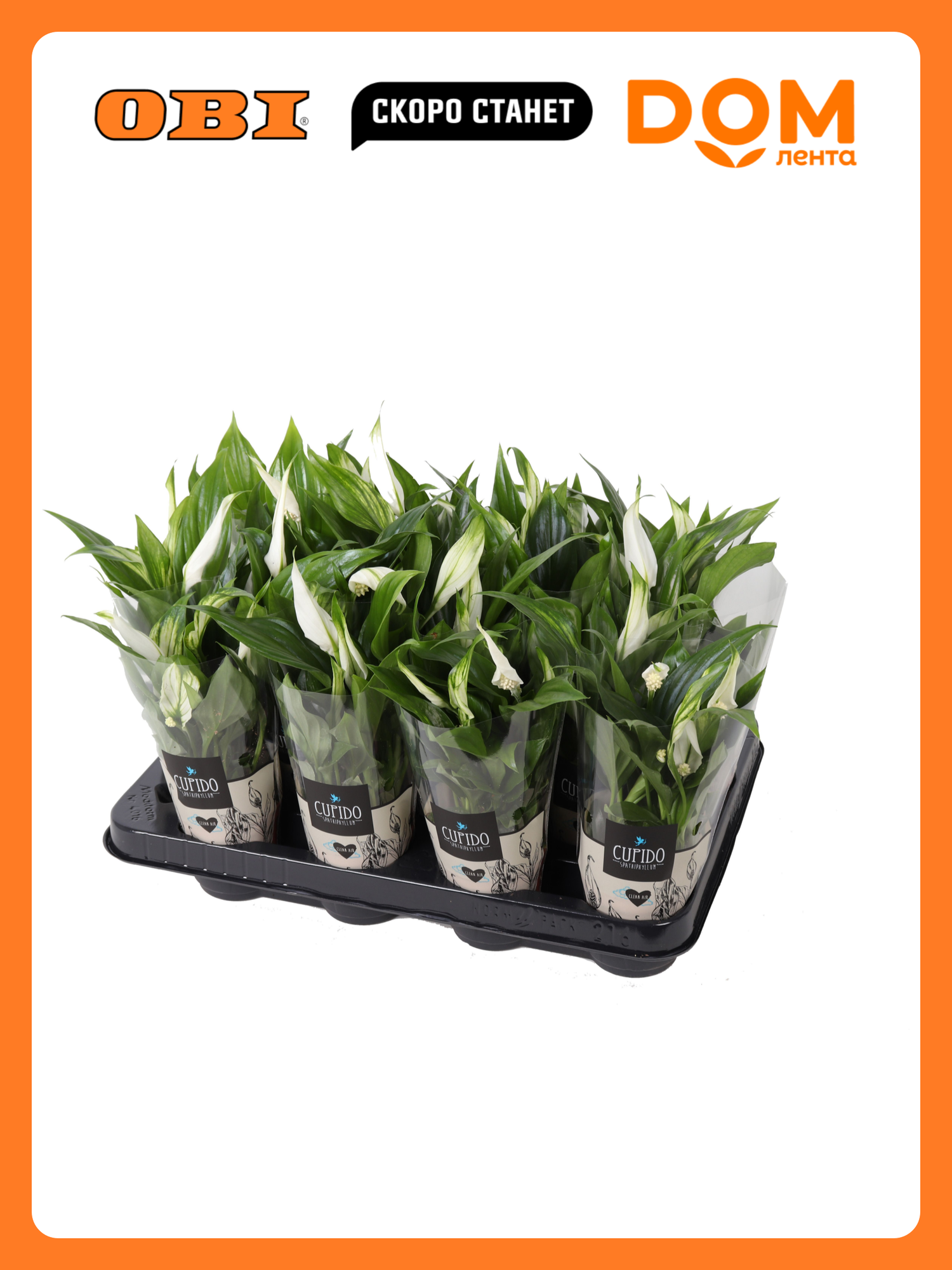 Растение Спатифиллум Перл, декоративно-лиственное, высота 35 см, горшок D9