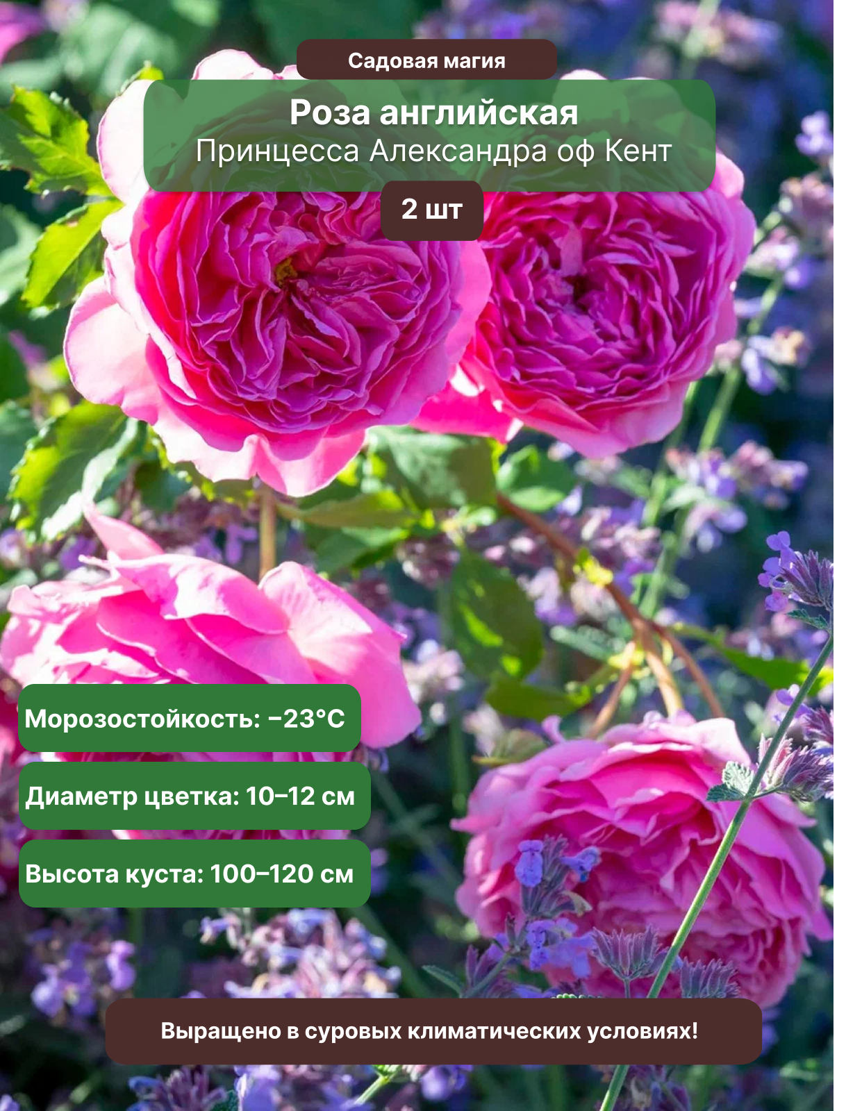 Роза английская Принцесса Александра оф Кент (Princess Alexandra of Kent) 2 шт / ы роз